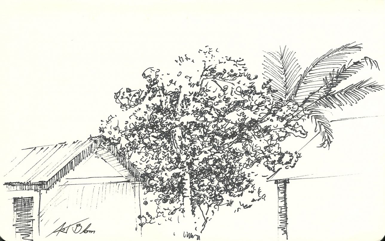 Rambutan Tree – Art Bloms Art